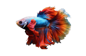 Largest Pet & Aquarium Store in Emirates of Ajman, UAE